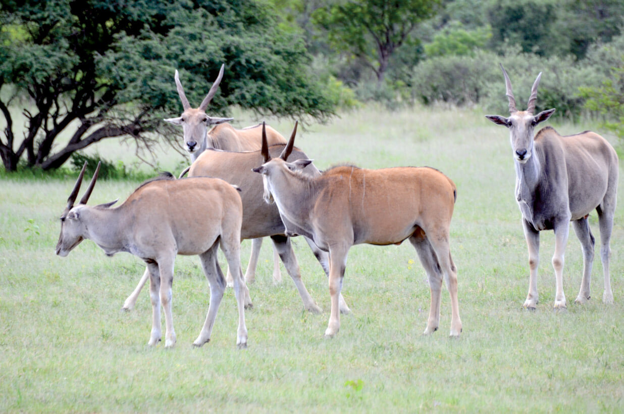 Safari - Bushwa Game Reserve